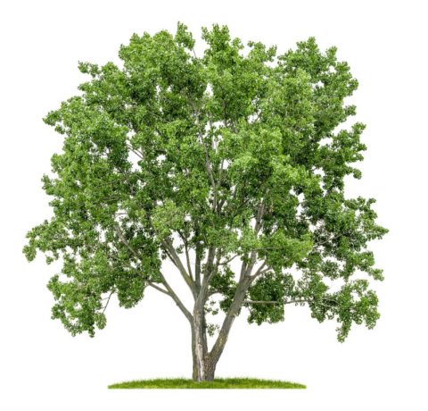 Accepting the Green: The Verdant Heritage of Trees in Calgary - Engage Editor